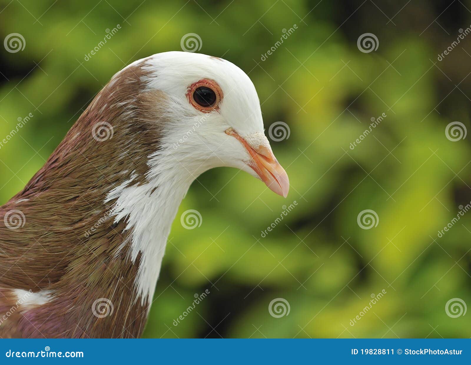 Pouter. stock image. Image of fauna, species, pouter - 19828811