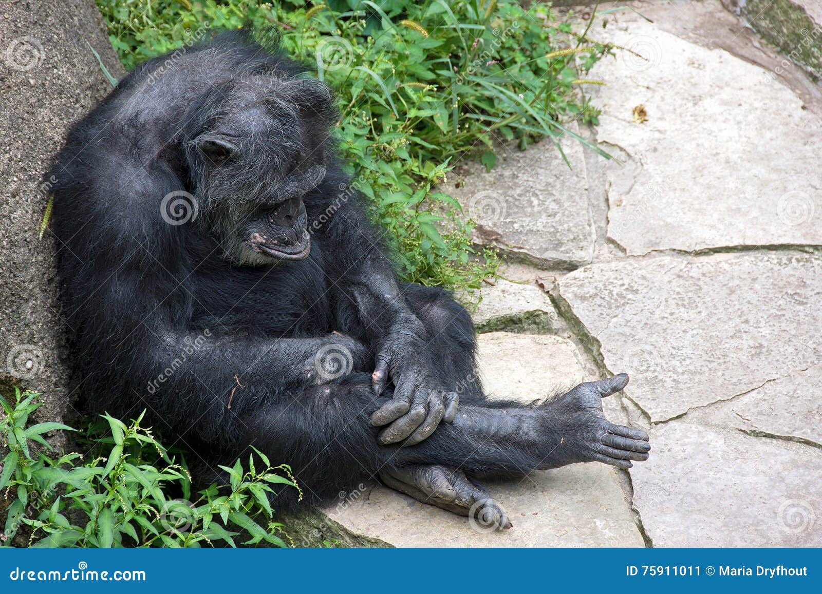 Pouting Chimpanzee Leaning on Rock Stock Image - Image of leaf, green ...