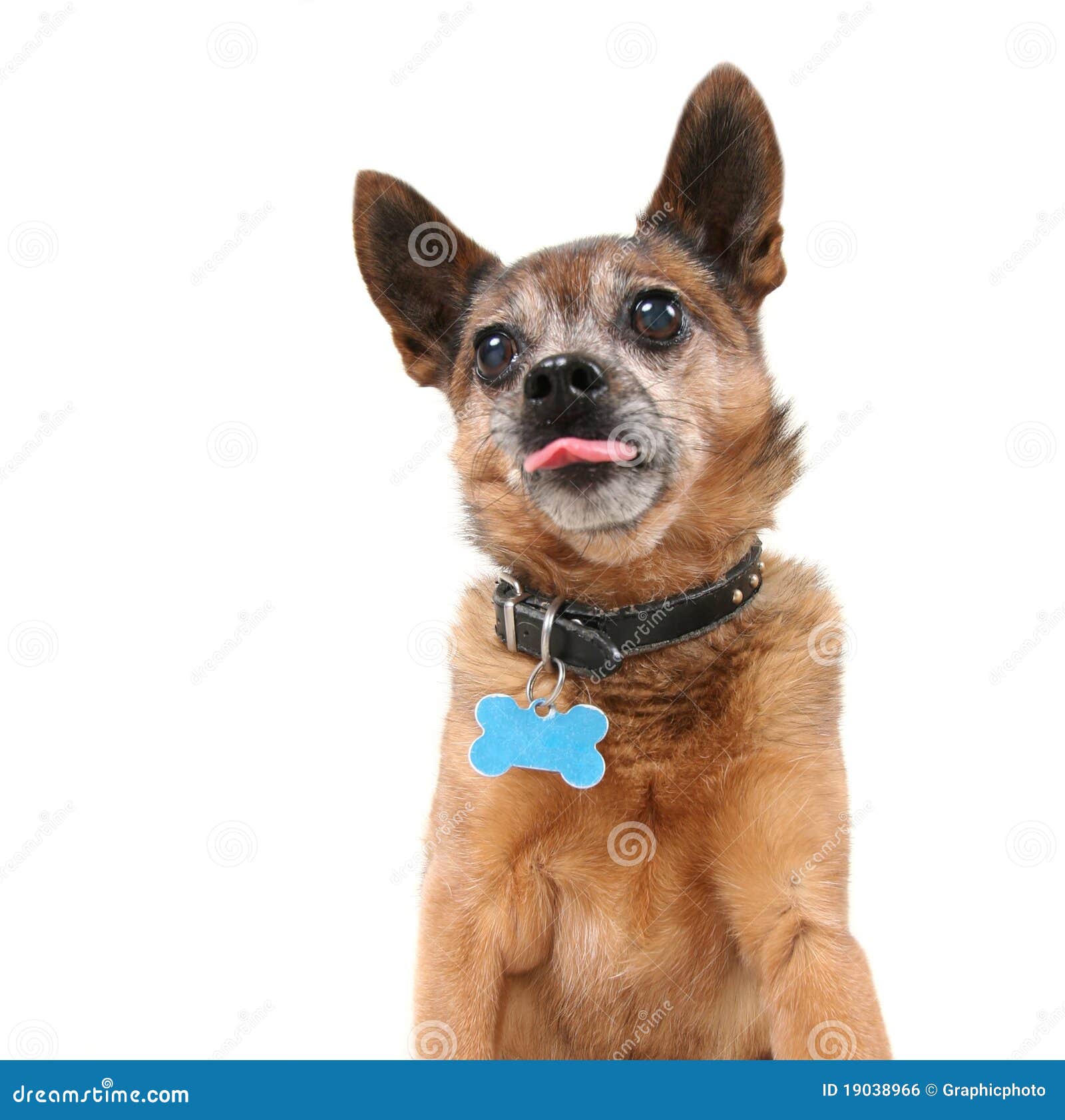 332 Pouting Dog Stock Photos - Free & Royalty-Free Stock Photos from ...
