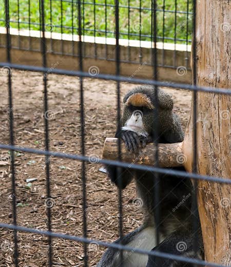 Pouting Primate stock photo. Image of brazzas, pout, frown - 13060710