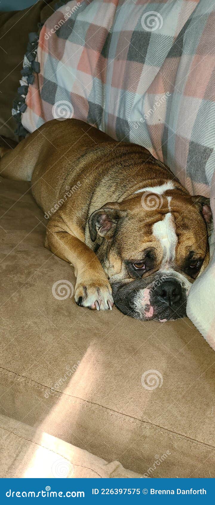 Pouty bulldog stock image. Image of bulldog, carnivore - 226397575