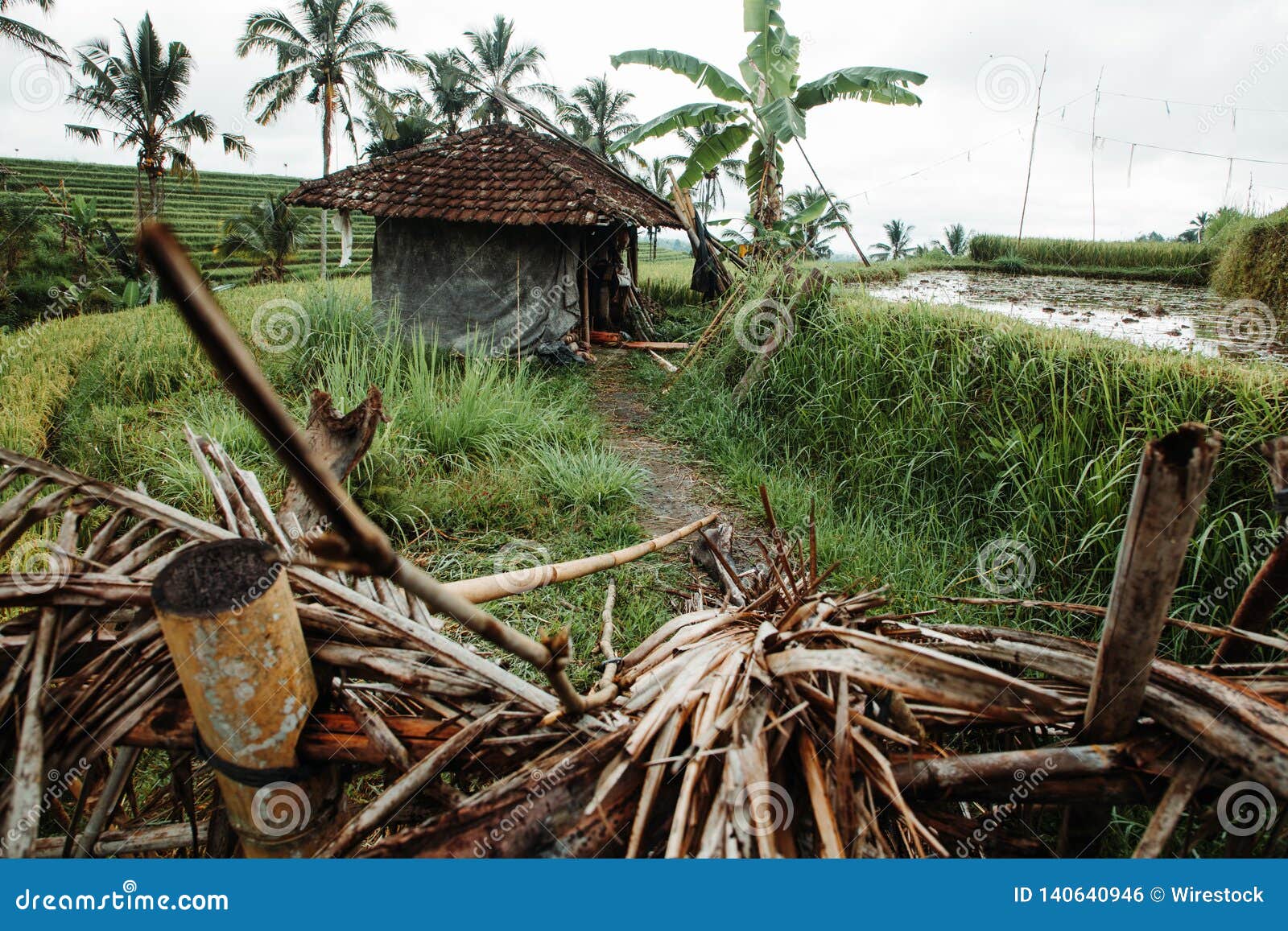 Poverty stock photo. Image of hunger, ethnic, dump, environmental ...