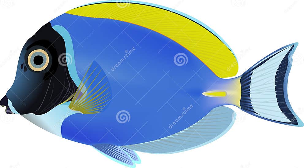Powder blue Surgeon-fish stock vector. Illustration of fish - 1561696