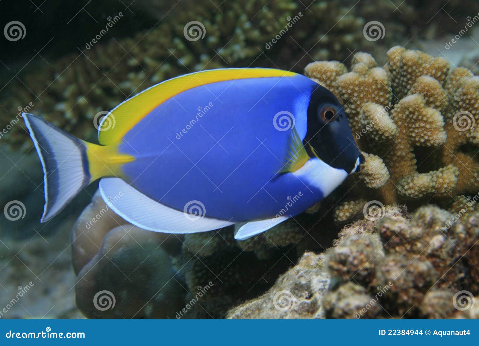 Powder blue tang stock photo. Image of paradise, coral - 22384944