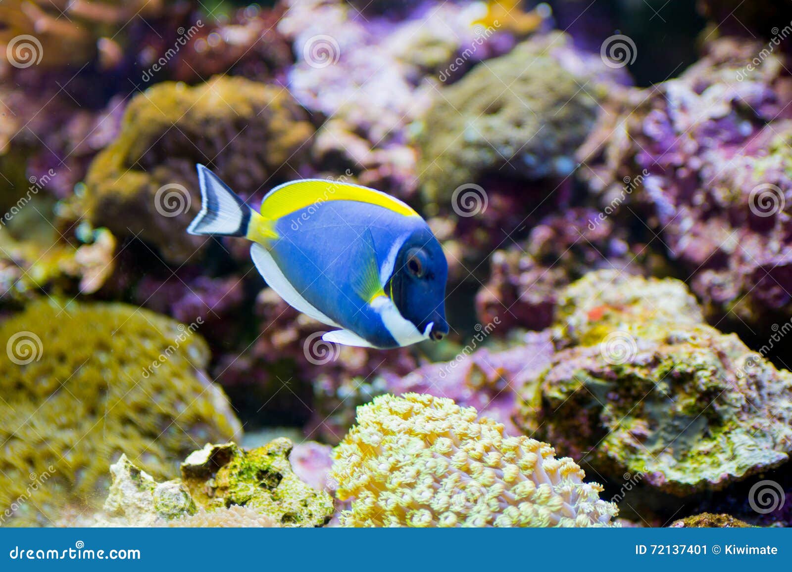 Powder Blue Tang fish stock image. Image of aquatic, yellow - 72137401