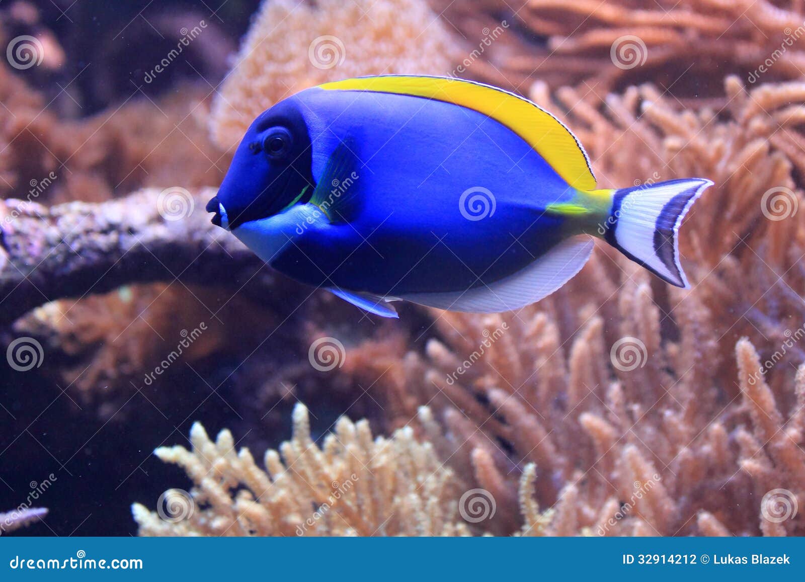 Blue Tang Stock Photo | CartoonDealer.com #2449362