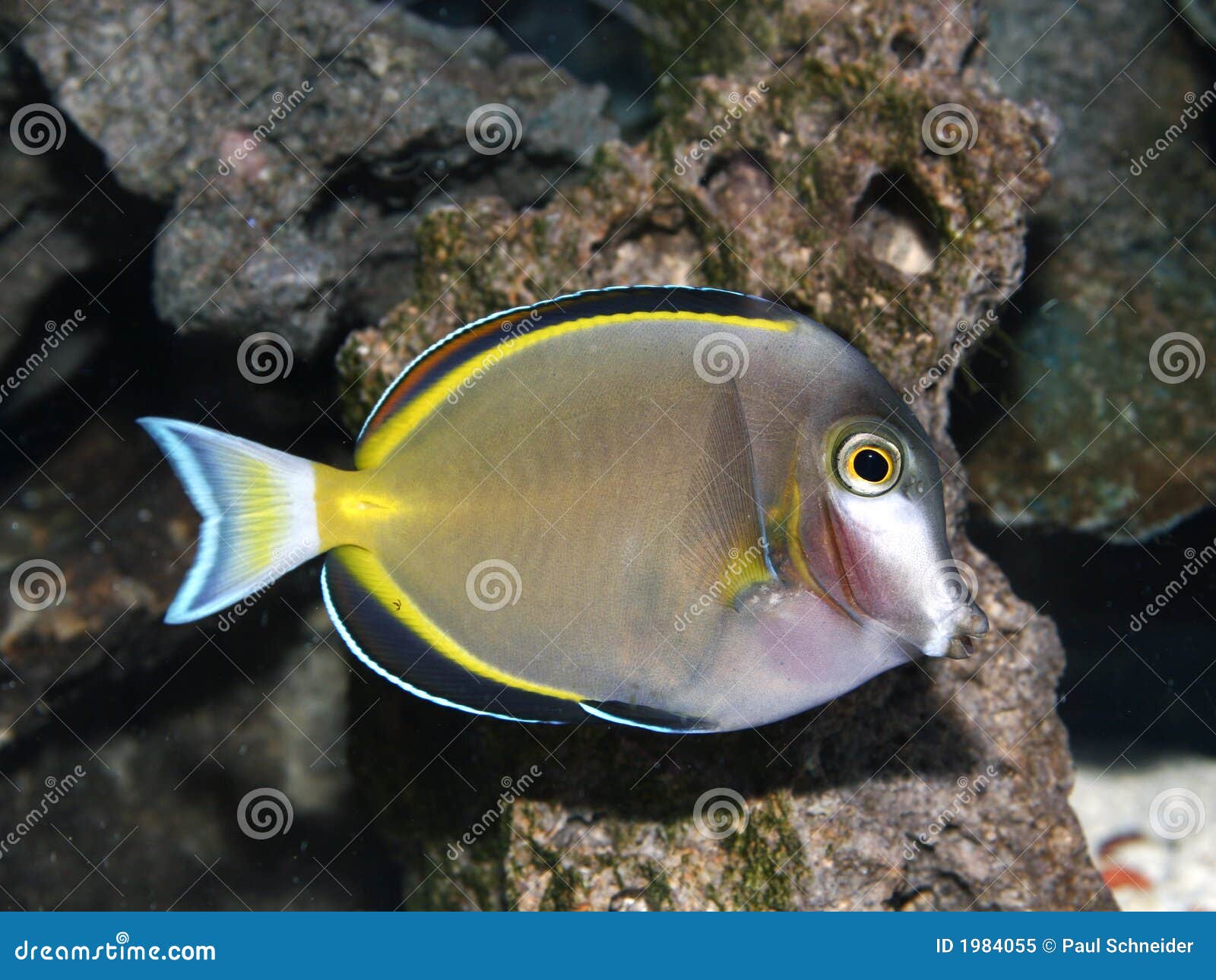 Powder Black Tang