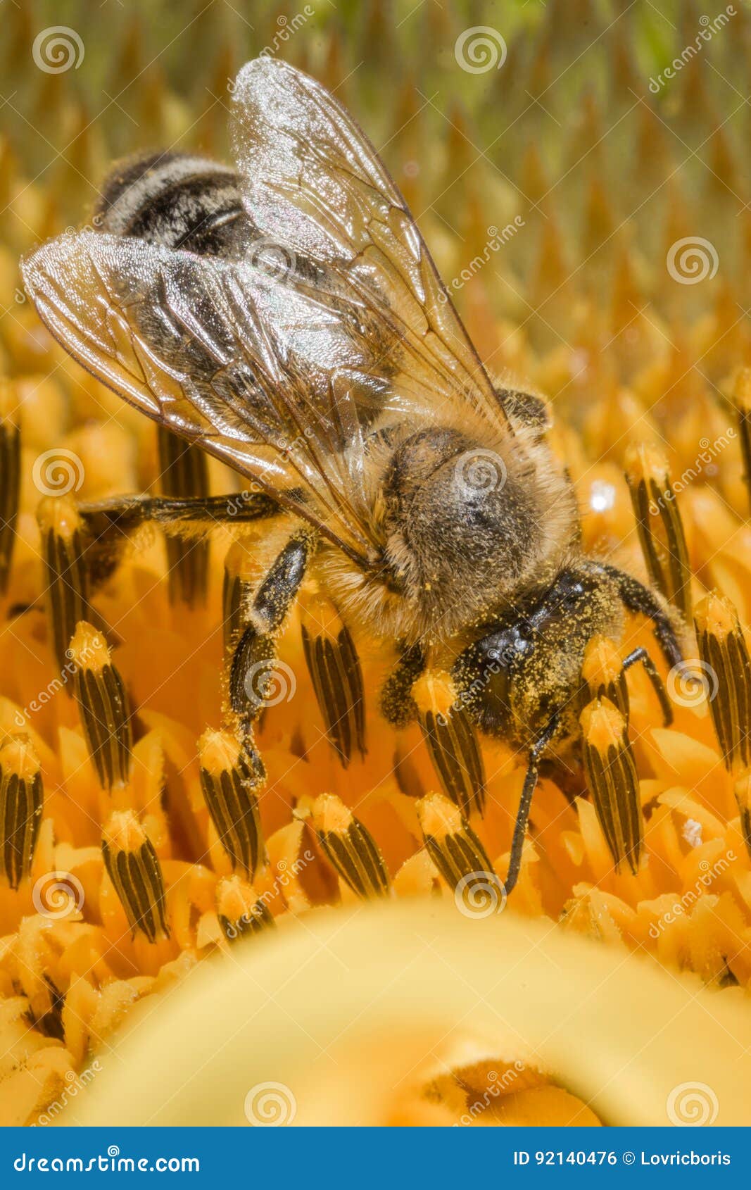 Powder my nose stock photo. Image of insects, wing, pollen - 92140476