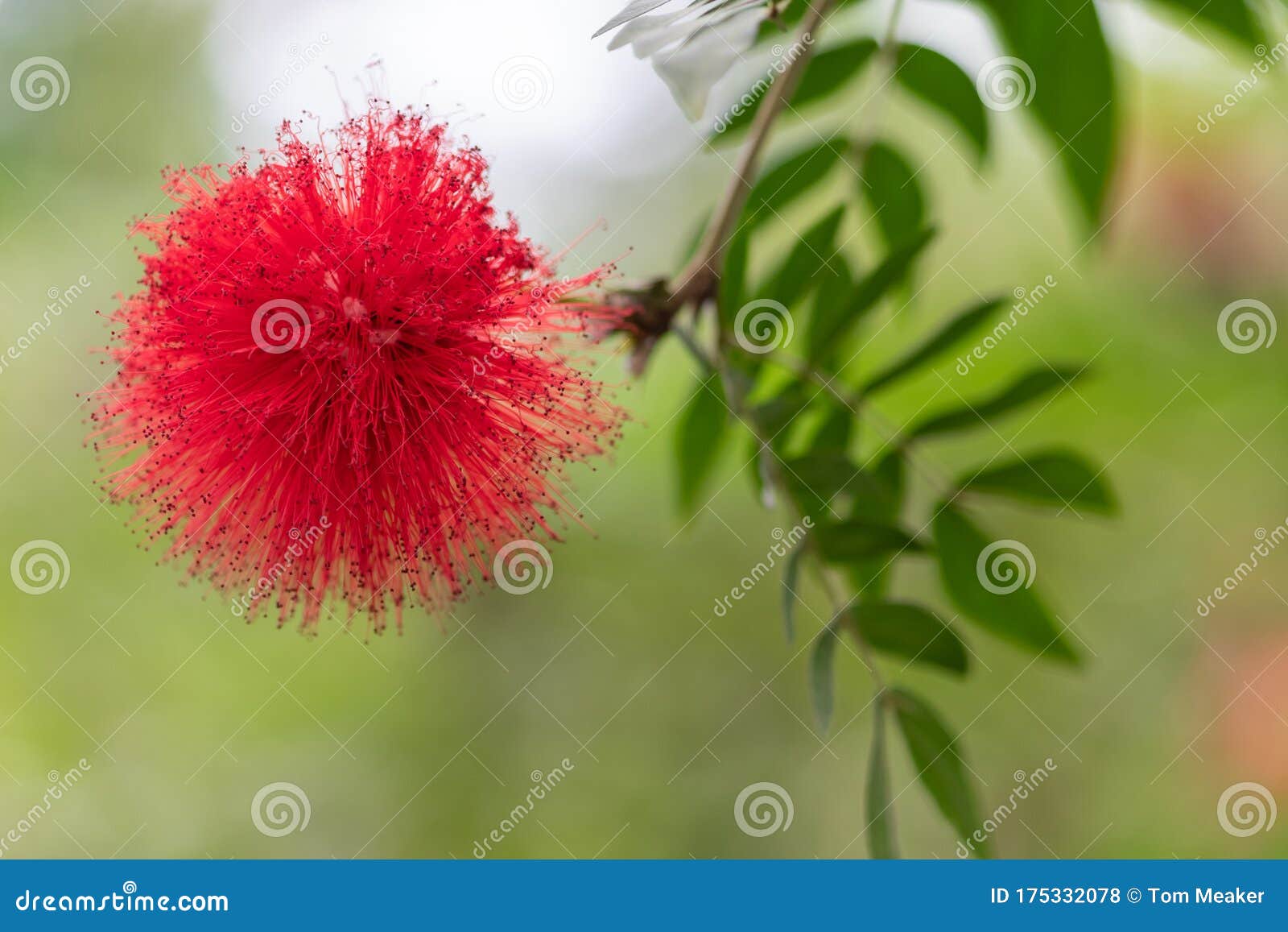 Powder Puff Calliandra Flower Stock Photo - Image of beautiful, fresh ...