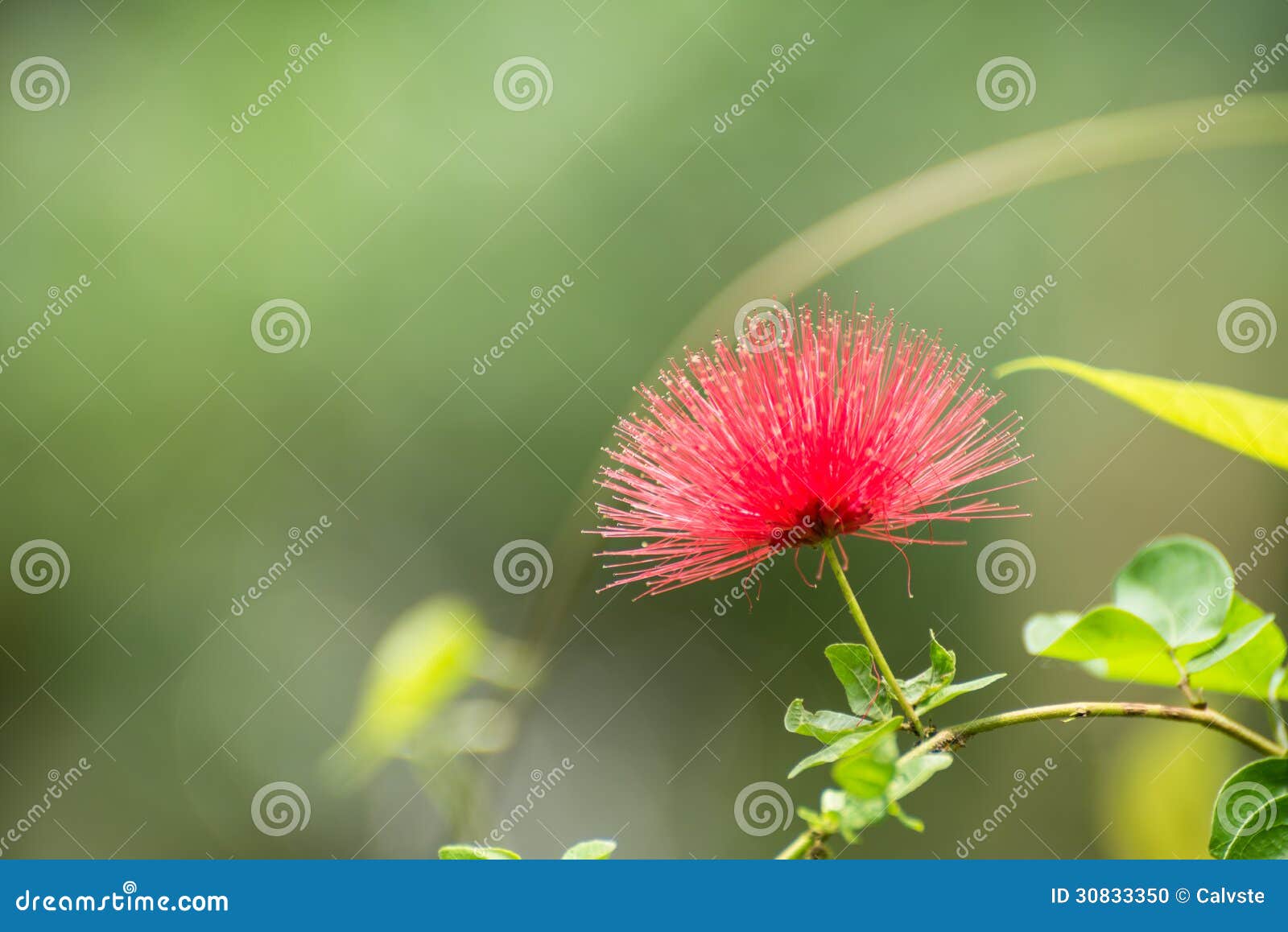 Powder Puff Flower Close Up Stock Photo - Image of botanic, floral ...