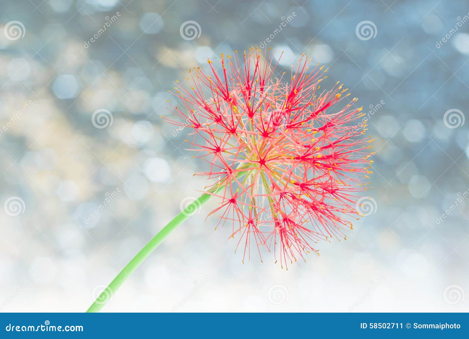 Powder puff lily stock image. Image of puff, beautiful - 58502711