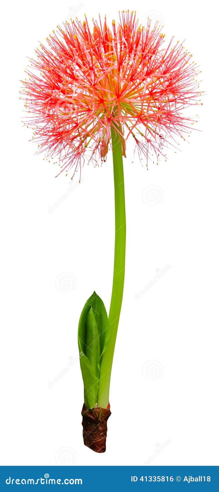 Powder Puff Lily or Blood Flower on White Background Stock Photo ...