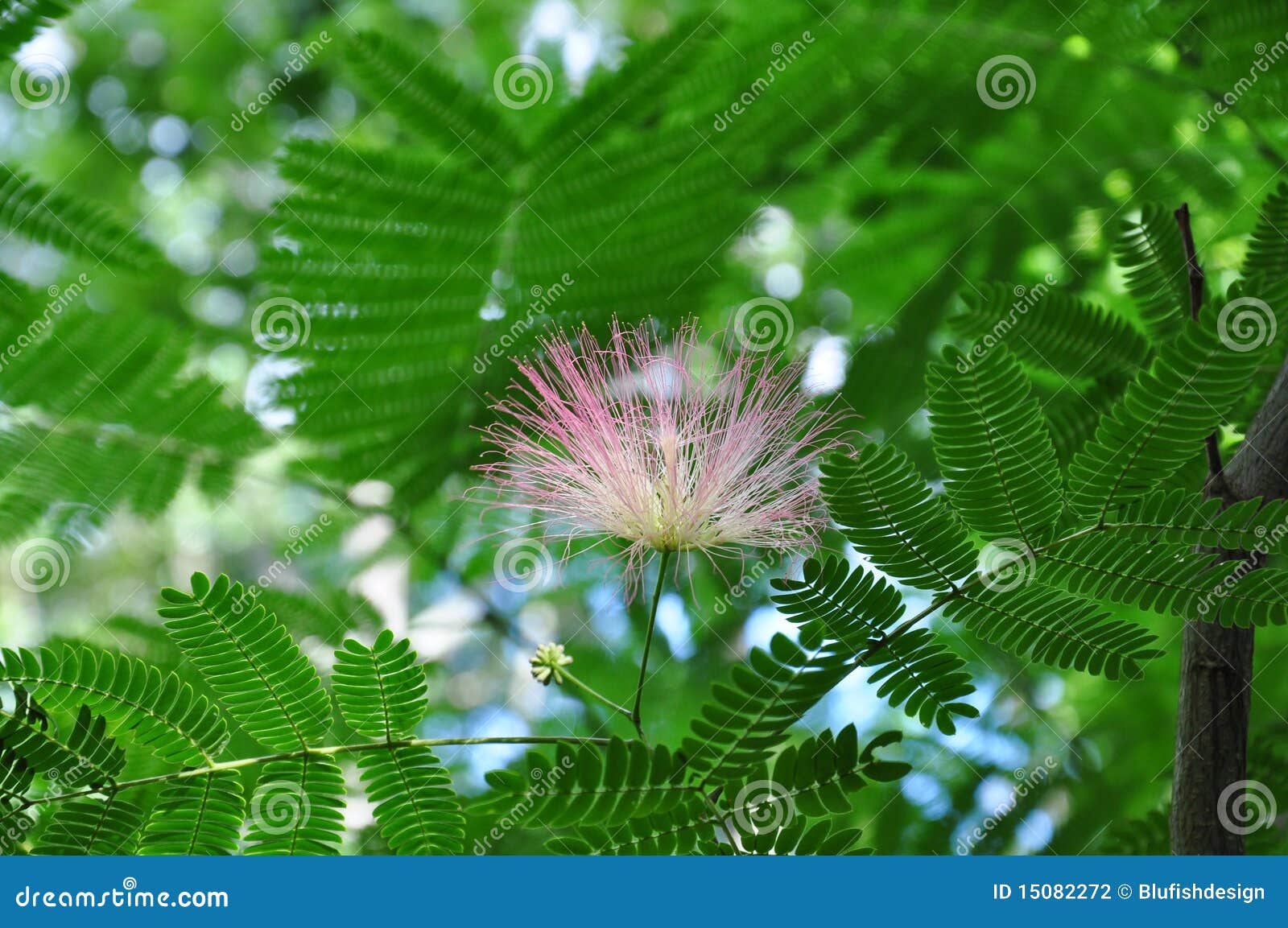 Powder Puff tree blossom stock photo. Image of fauna - 15082272