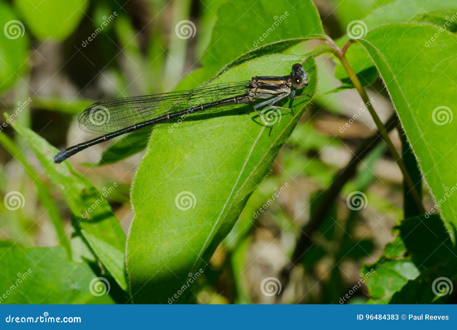 Powdered Dancer Damselfly - Argia Moesta Stock Image - Image of ...