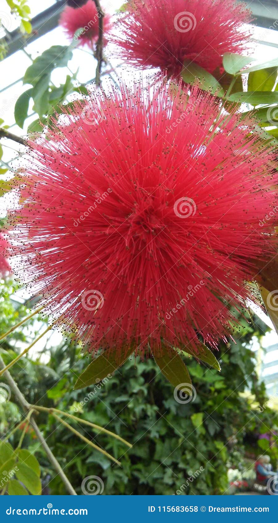 The Powderpuff stock photo. Image of spring, called - 115683658