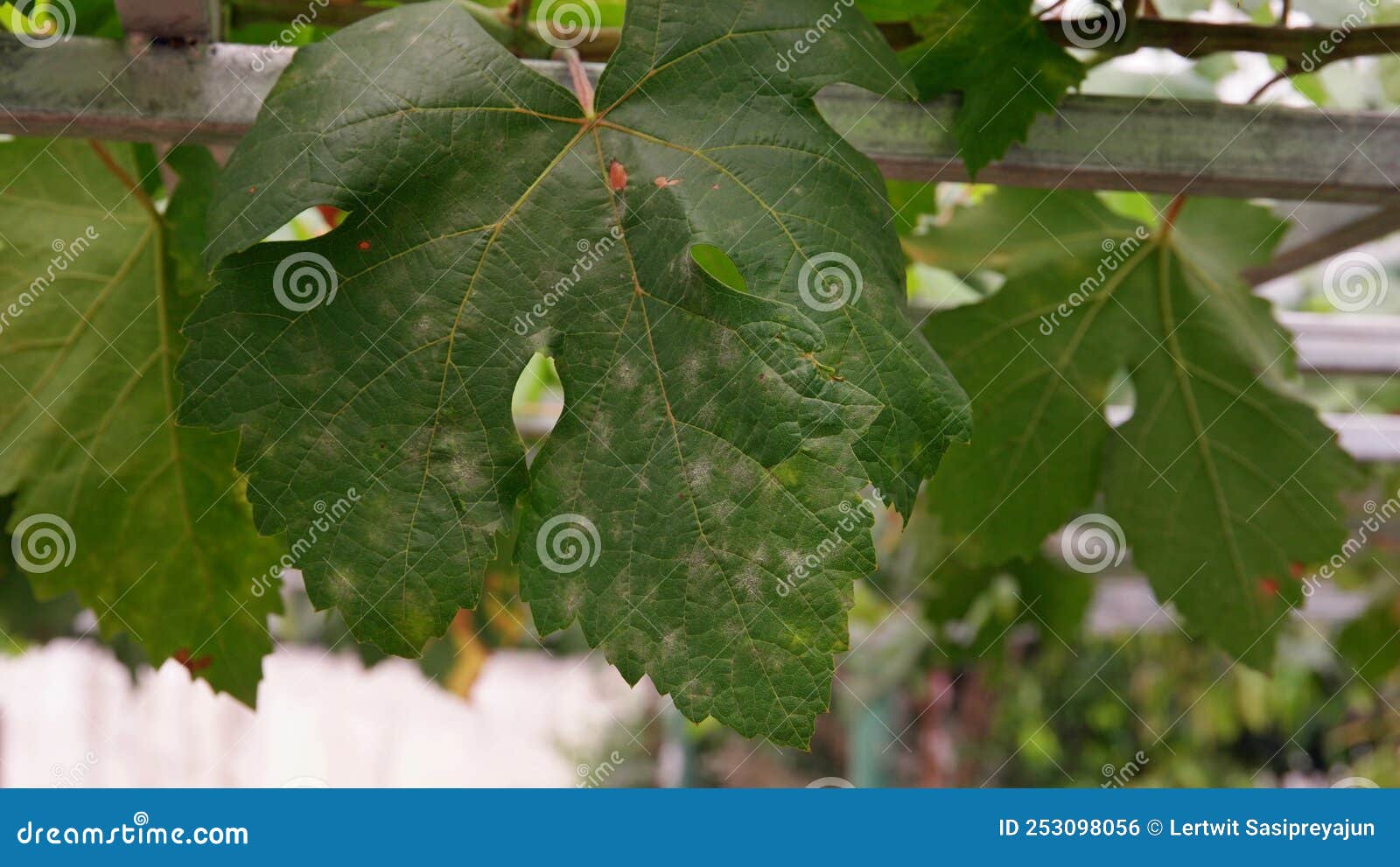 Powdery Mildew Disease Symptom on Grape Stock Photo - Image of infected ...