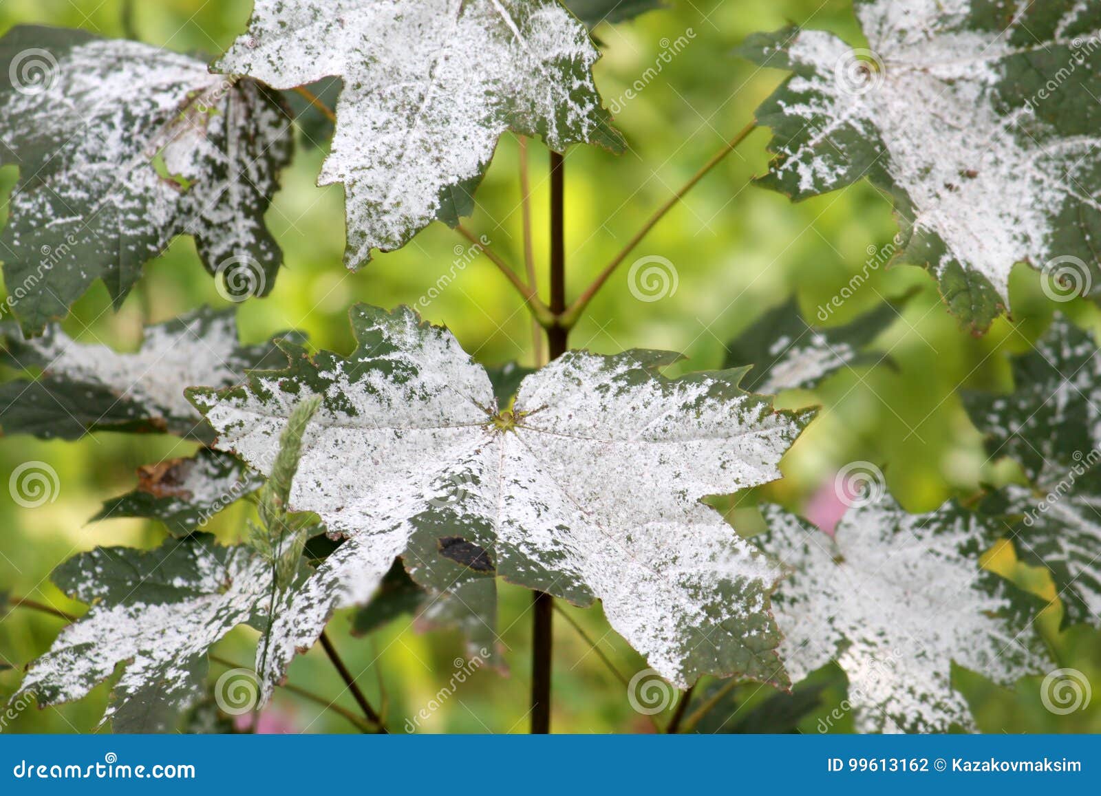 Powdery Mildew on Norway Maple. Maple Tree Disease Stock Photo - Image ...