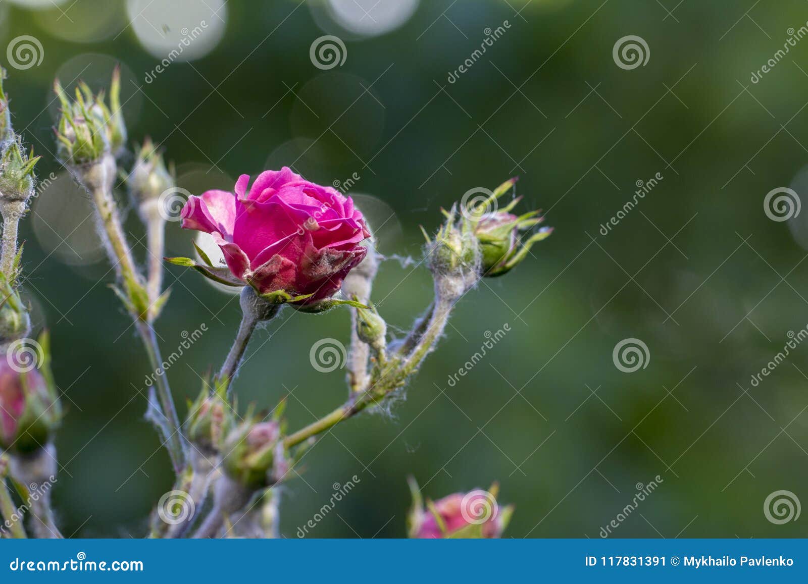 Powdery Mildew on Roses Shoot, Macro Close-up Stock Image - Image of ...