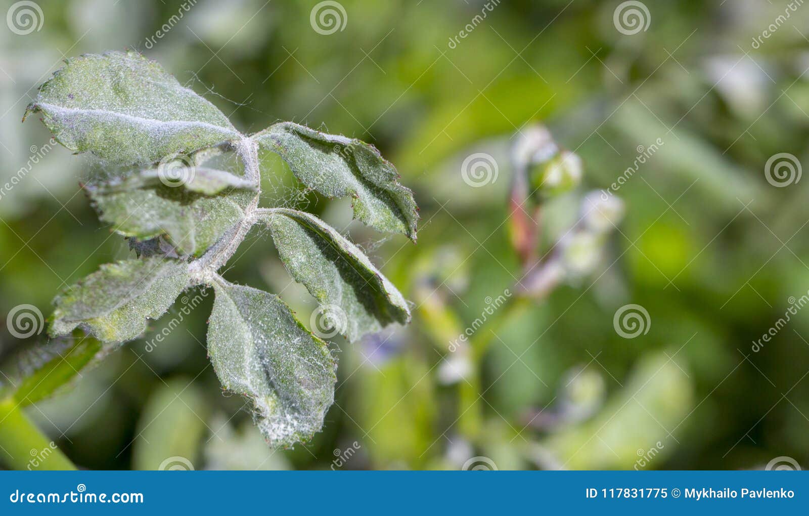 Powdery Mildew on Roses Shoot, Macro Close-up Stock Image - Image of ...