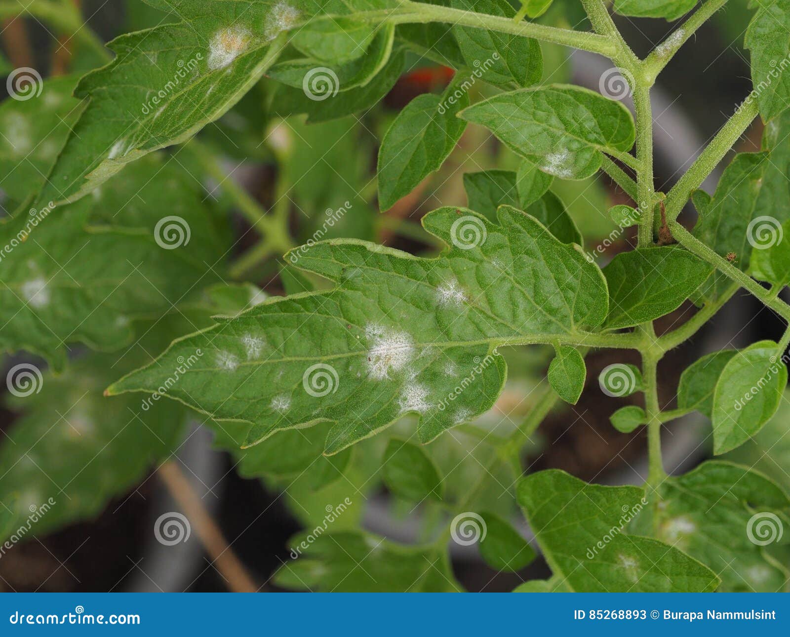 Powdery mildew in tomato. stock image. Image of powdery - 85268893