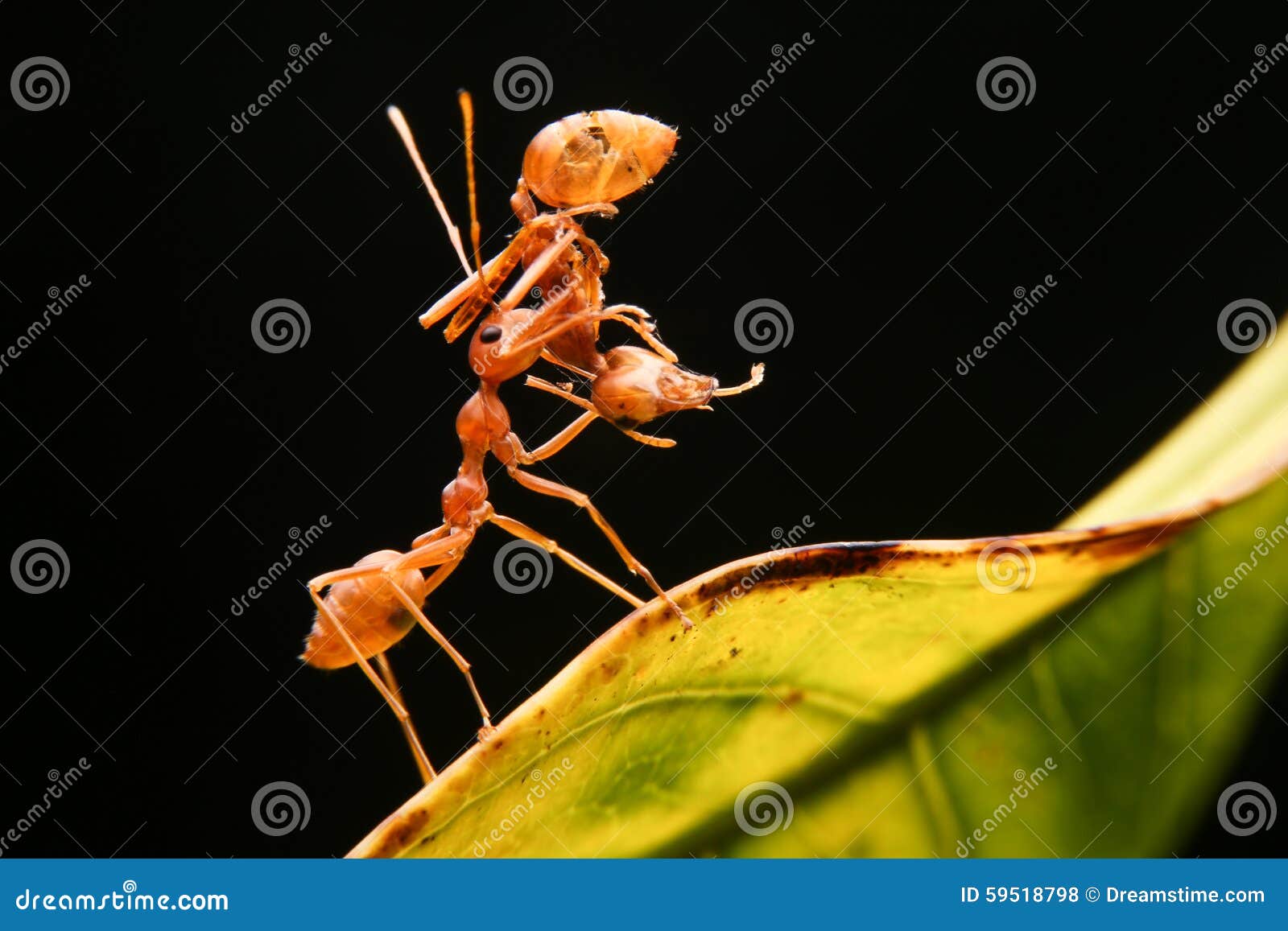Power of ant stock photo. Image of animal, leaf, power - 59518798