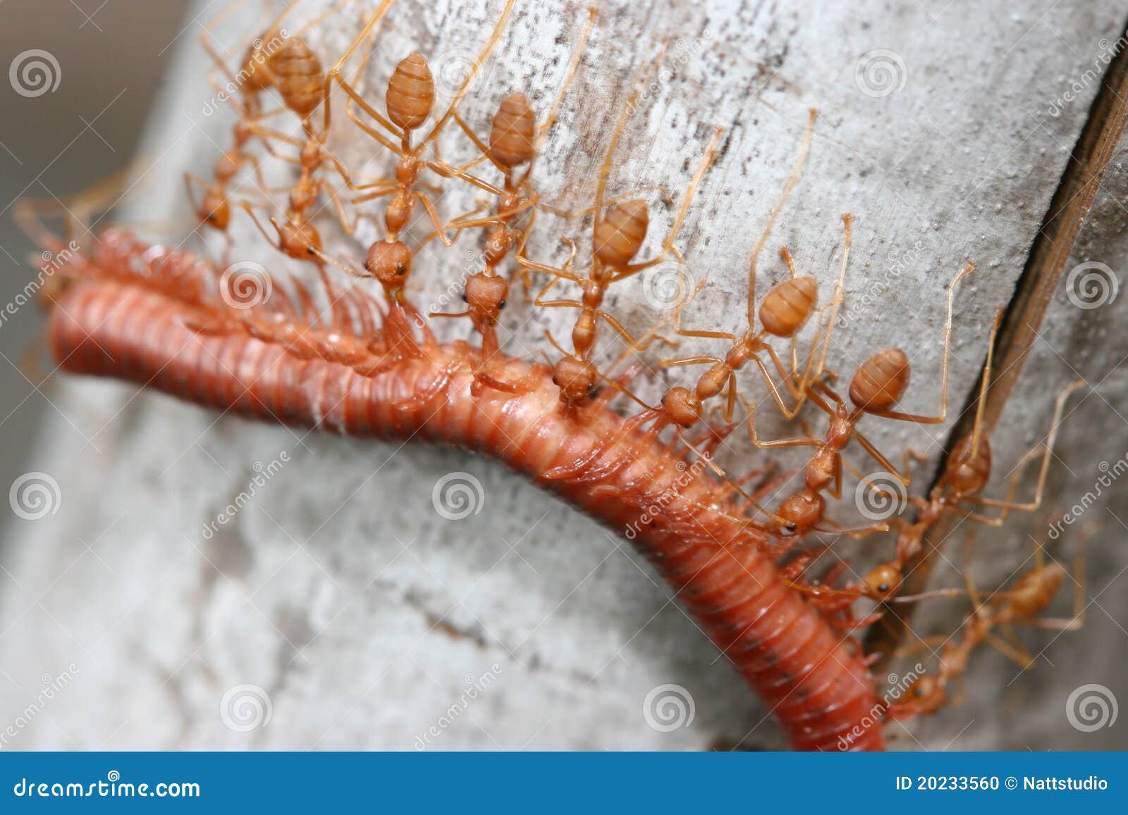 Power of Ants stock photo. Image of front, nature, arthropod - 20233560