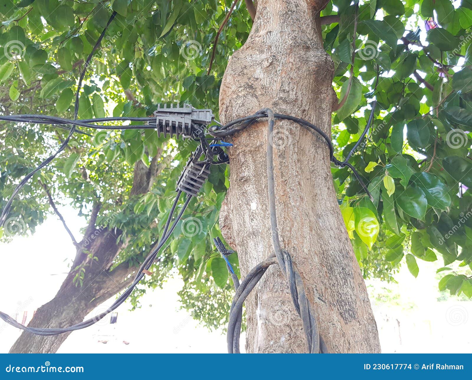 A Power Cable Connection is Hung on the Tree Stock Photo - Image of ...