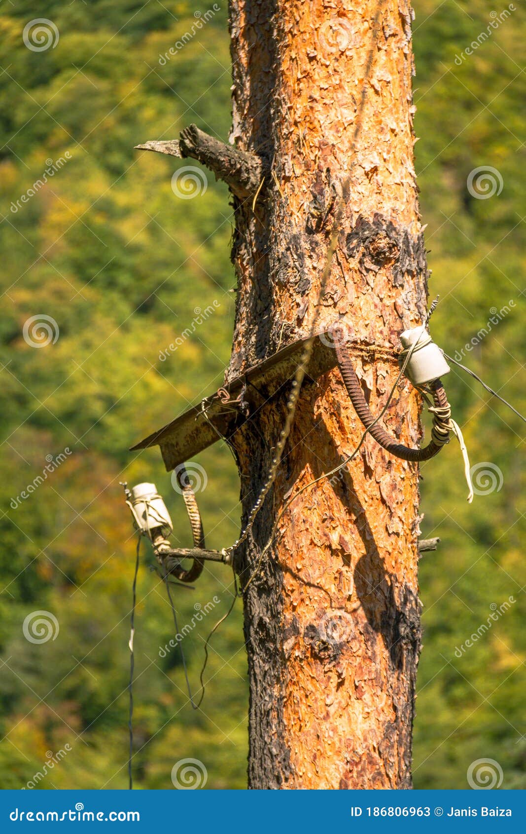Power Cord Mount Grown into Tree Stock Image - Image of power, stump ...