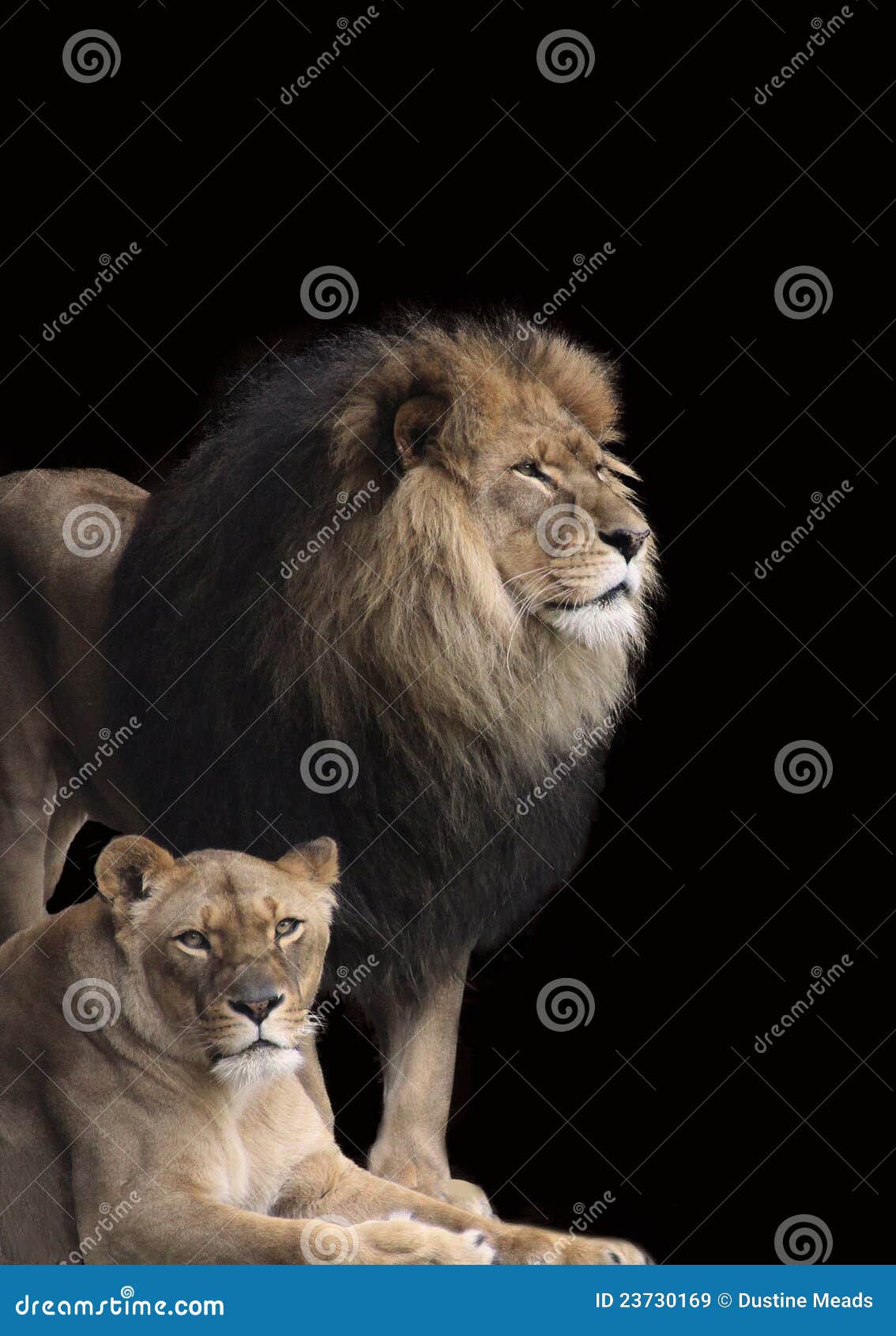 Power Couple, Lioness with Lion in the Background Stock Image - Image ...