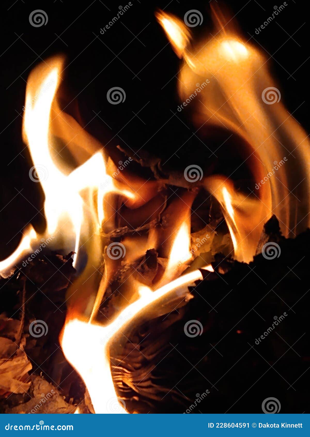 Power of fire stock image. Image of wildfire, fire, quail - 228604591