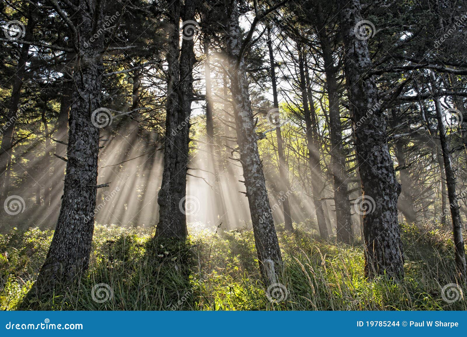 Power of the Godly Rays stock photo. Image of fall, nature - 19785244