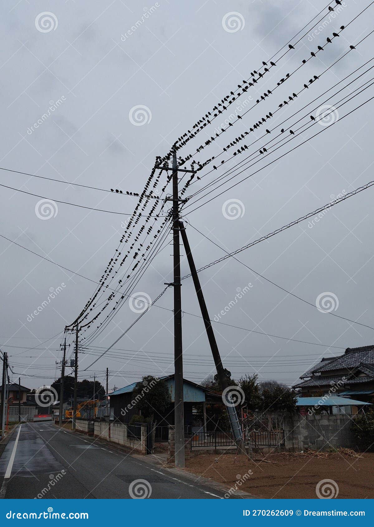 Bird Evening Power Cable Power Pole Road Stock Image - Image of cable ...