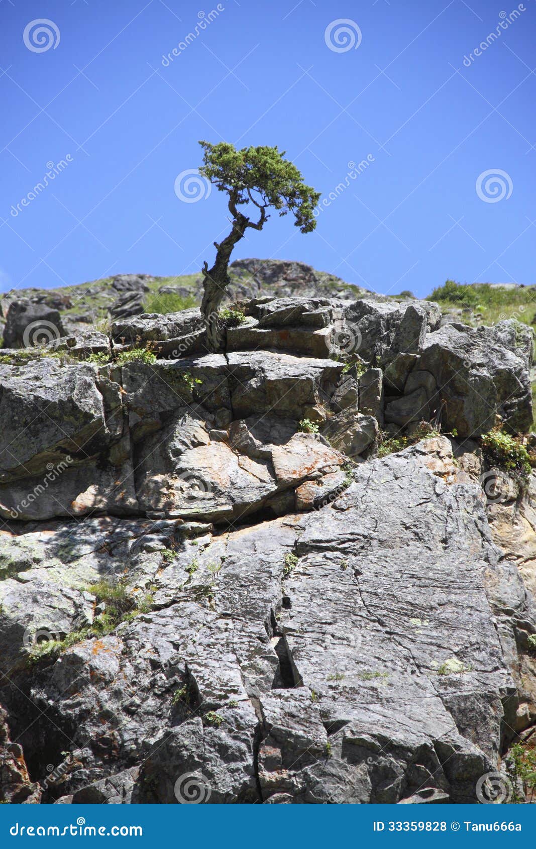 Power of Life, the Tree is Growing on a Rock Stock Photo - Image of ...