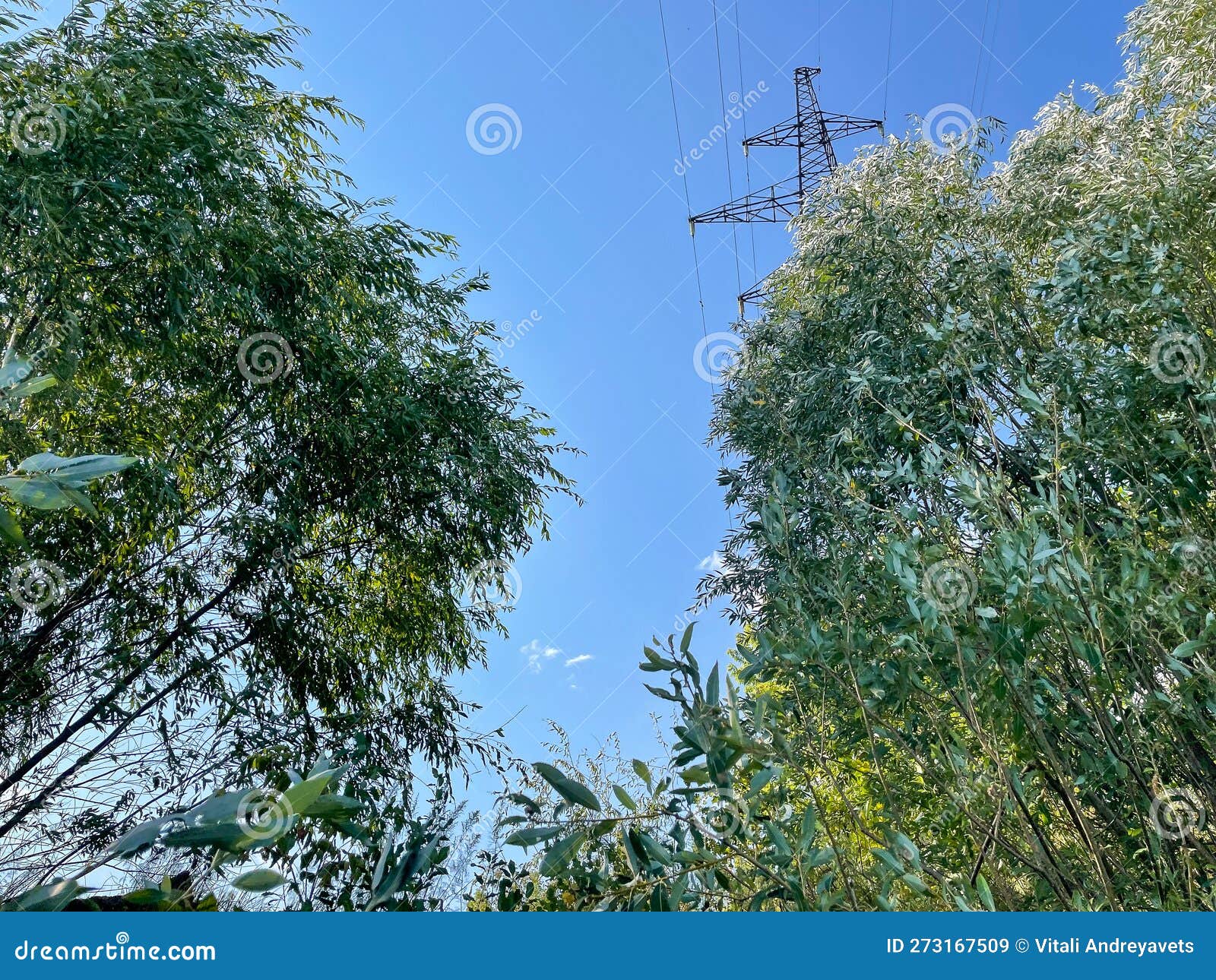 Power Power Line through the Branches of Trees Against the Blue Sky ...