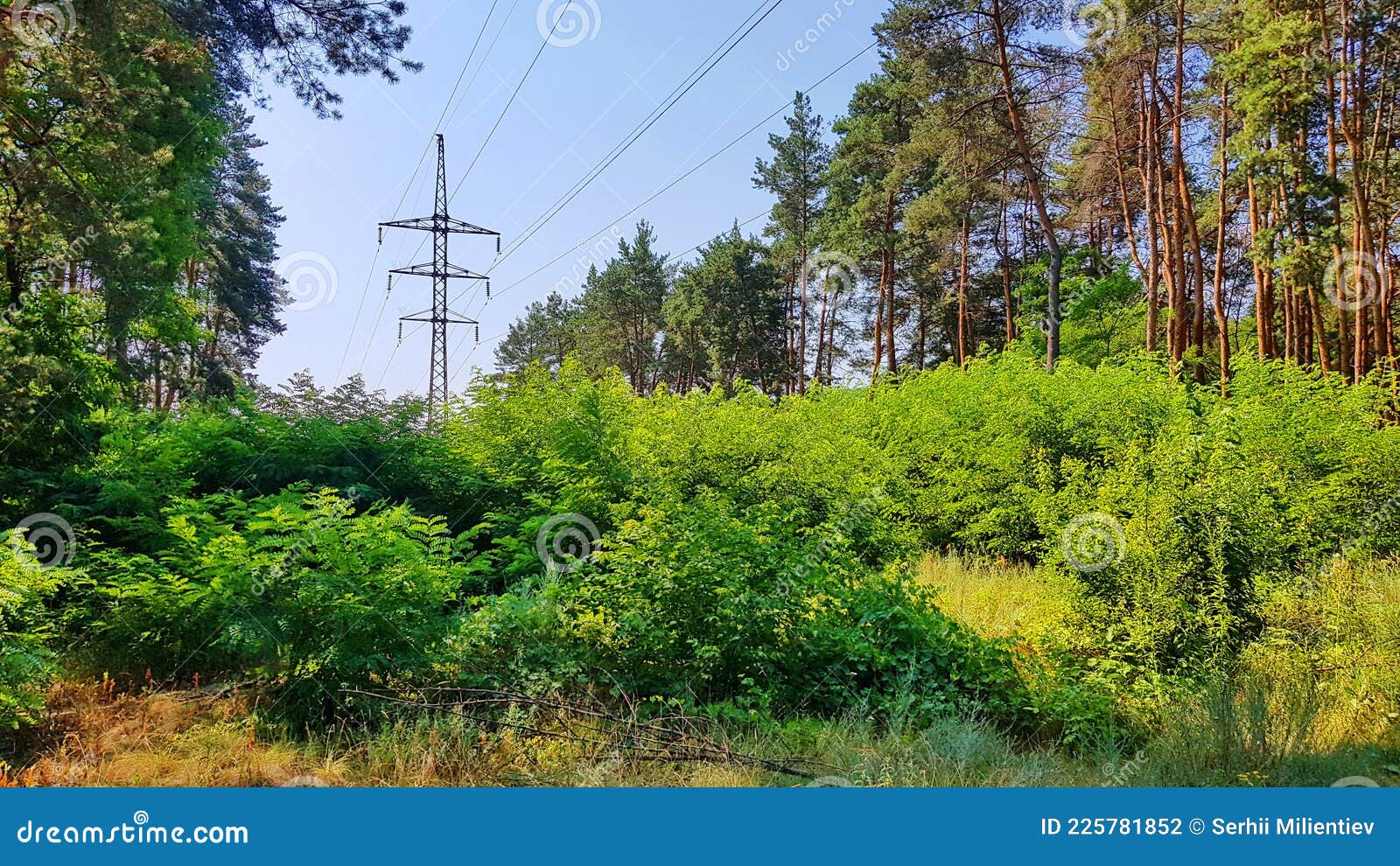 Power Line in the Coniferous Forest Stock Photo - Image of wood, nature ...
