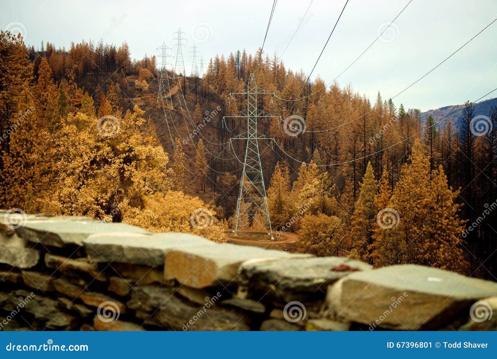 Power Line through the Forest Stock Image - Image of trees, line: 67396801