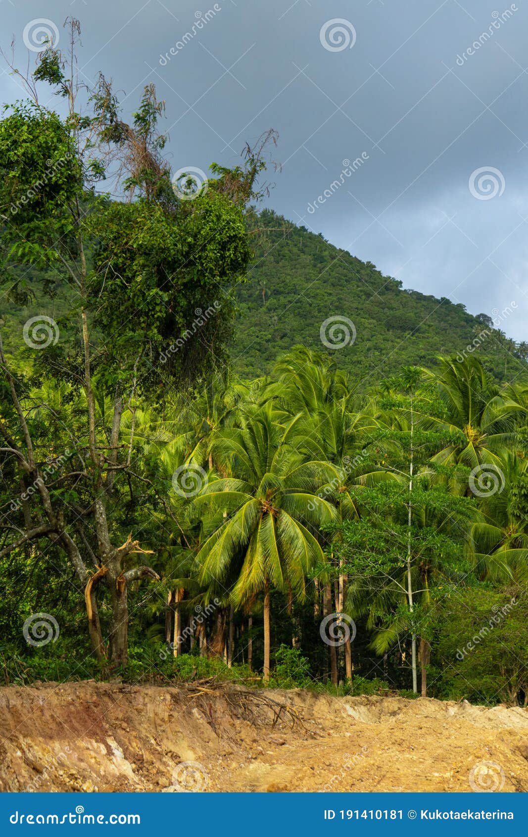 Power Line in the Jungle. Civilization Comes To the Wild Tropical ...