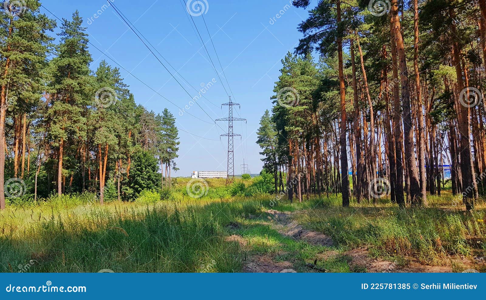 Power Line in the Pine Tree Forest Stock Image - Image of nature ...