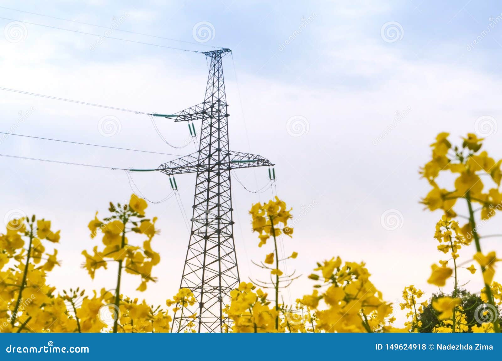 Power Line among the Yellow Wildflowers, Power Line in the Field Stock ...