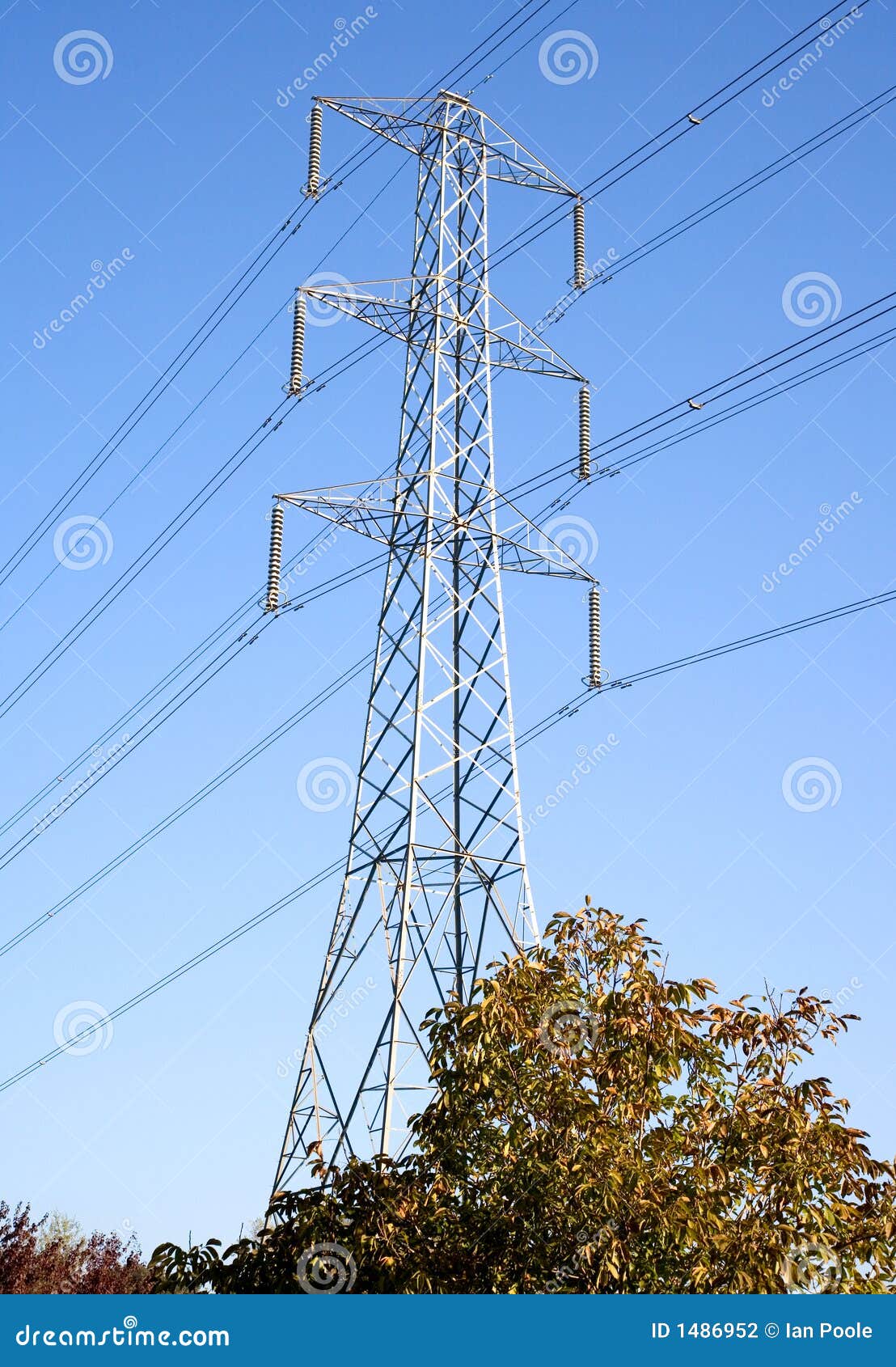 Power Lines Above the Trees Stock Photo - Image of cable, generation ...