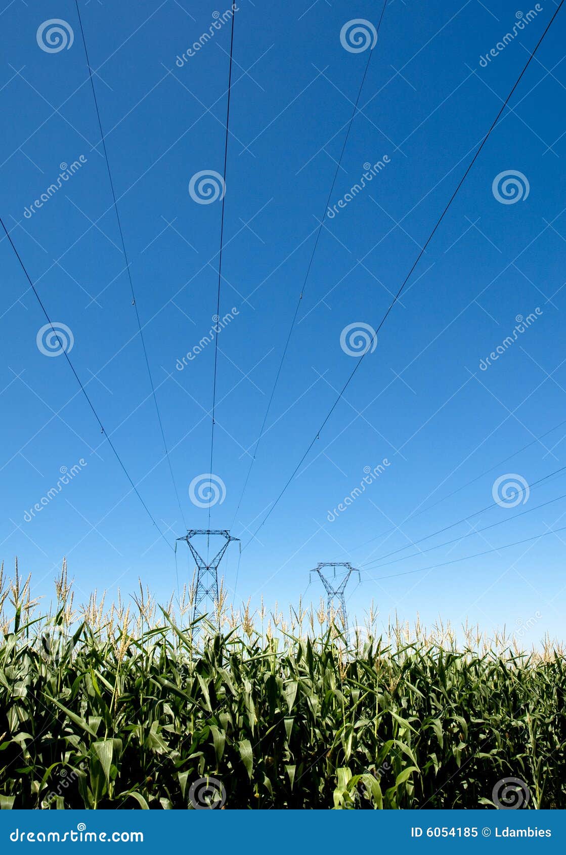 Power lines and corn crops stock image. Image of electricity - 6054185