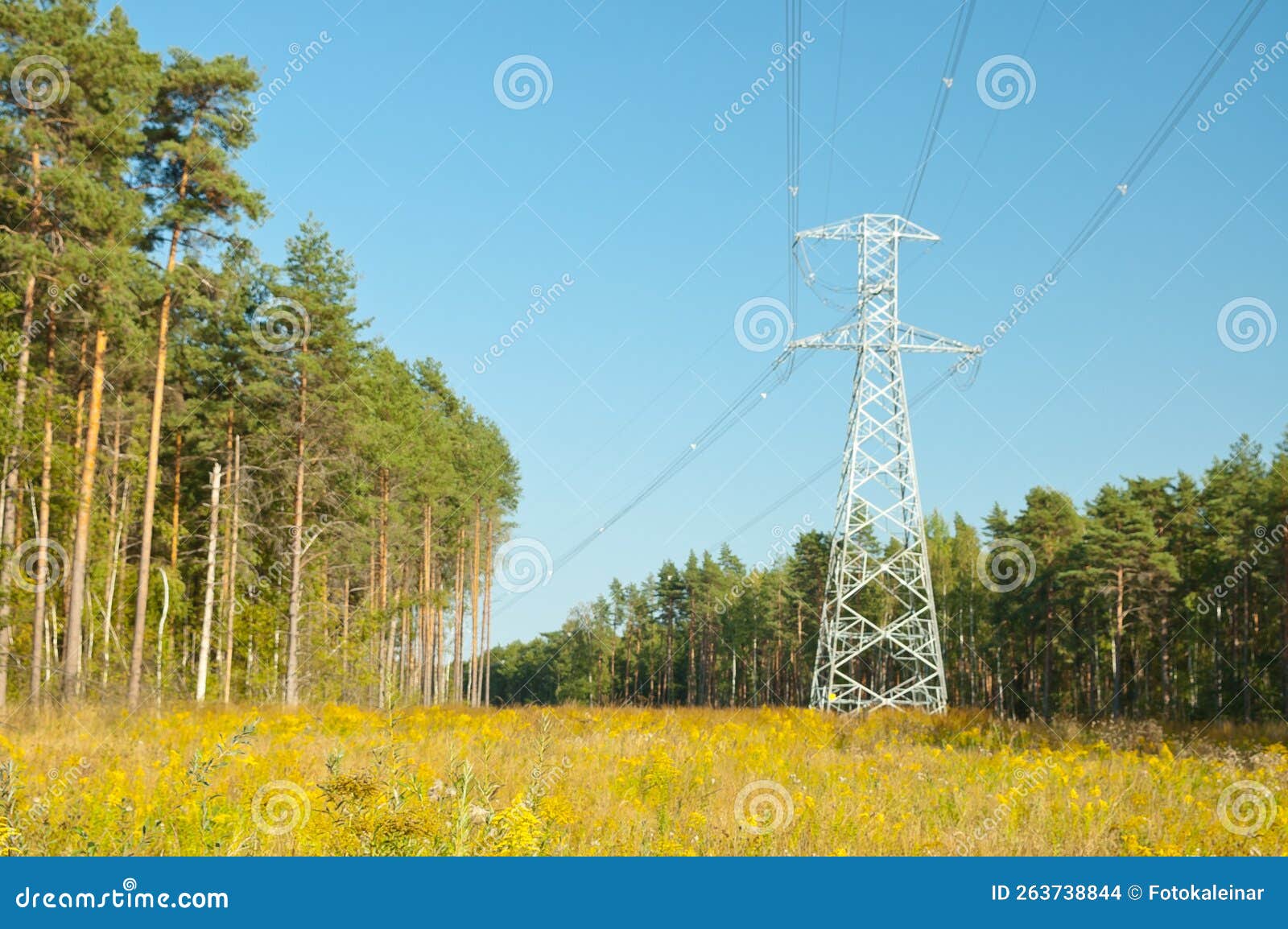 Power Lines in the Forest in the Background Blue Sky Stock Photo ...
