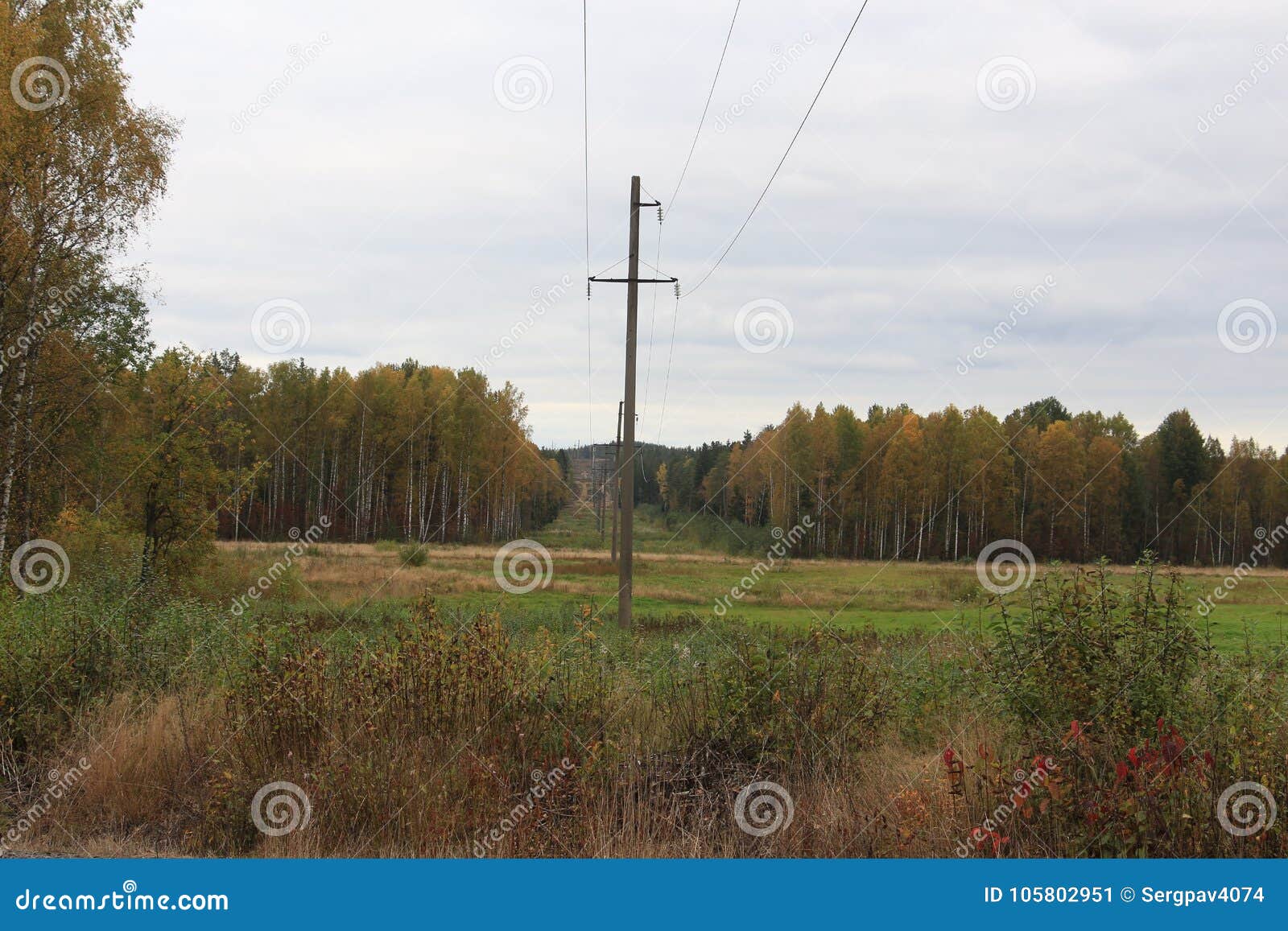 Power lines in the forest stock image. Image of forest - 105802951