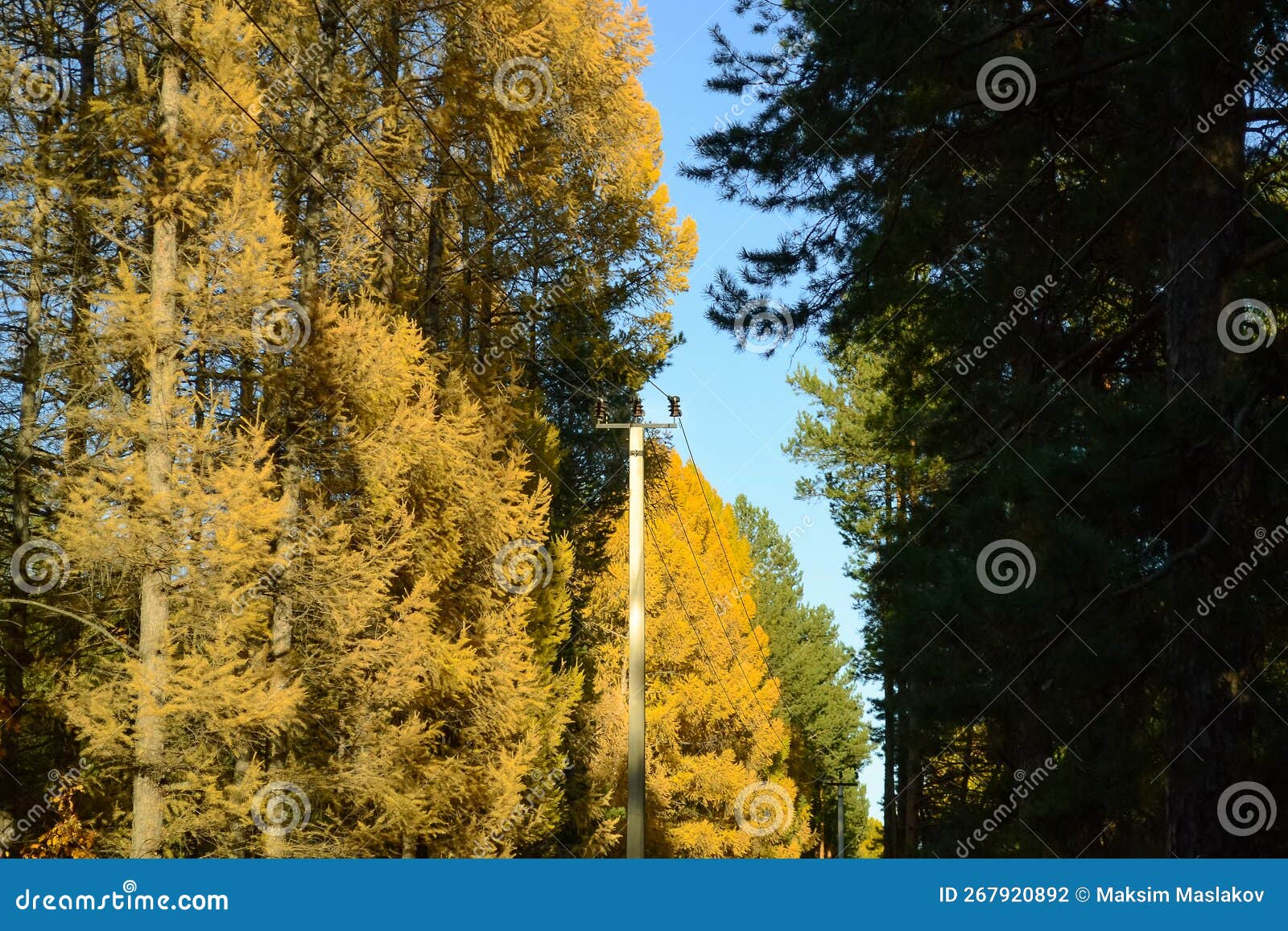Power Lines in the Middle of Thick Autumn Forest Stock Photo - Image of ...