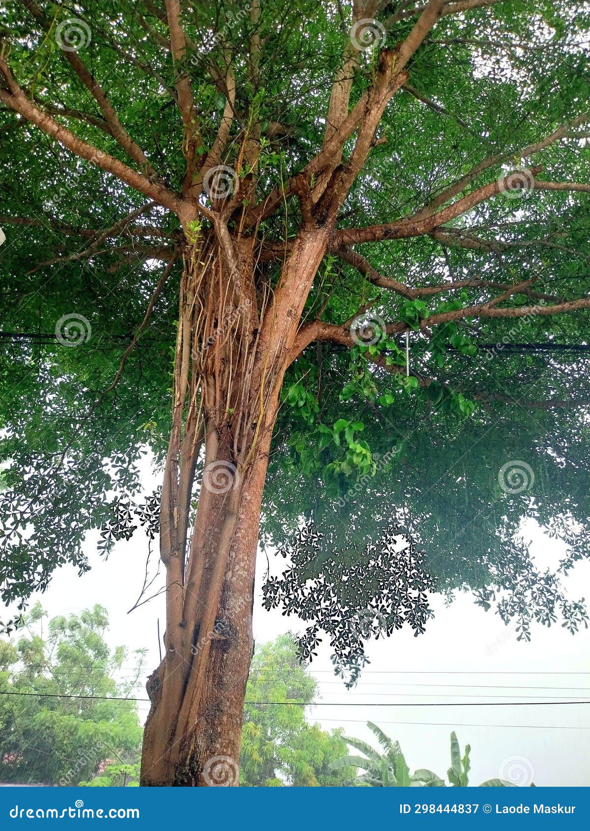 Power Lines Pass through Thick Tree Branches Stock Image - Image of ...