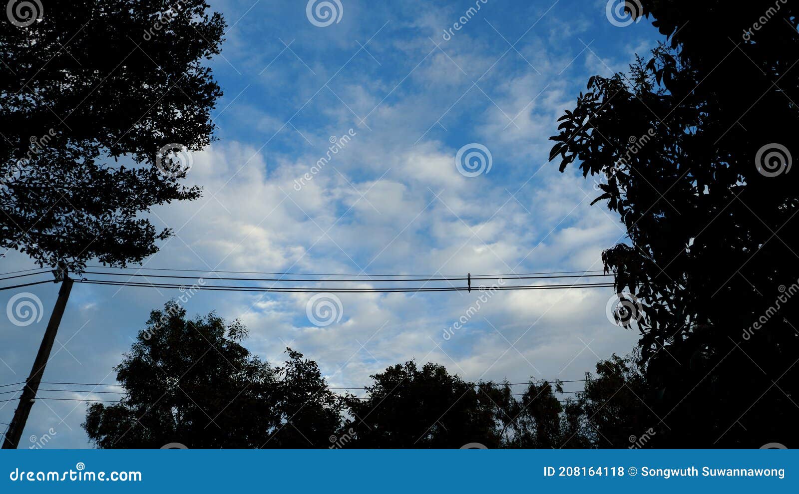 Power Lines and Trees in the Sky Background Stock Photo - Image of ...