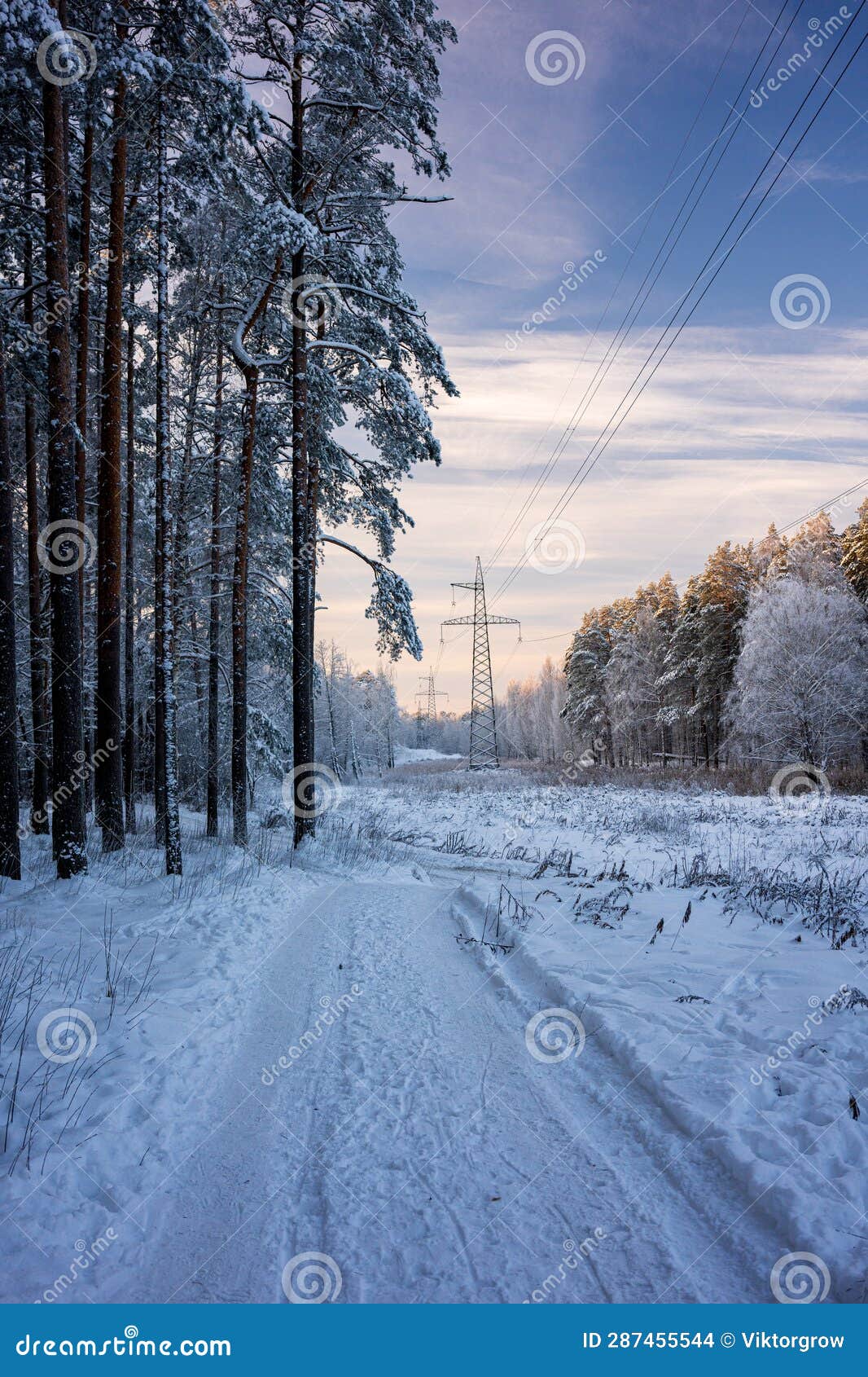 Power Lines in the Winter Forest Stock Photo - Image of electric ...