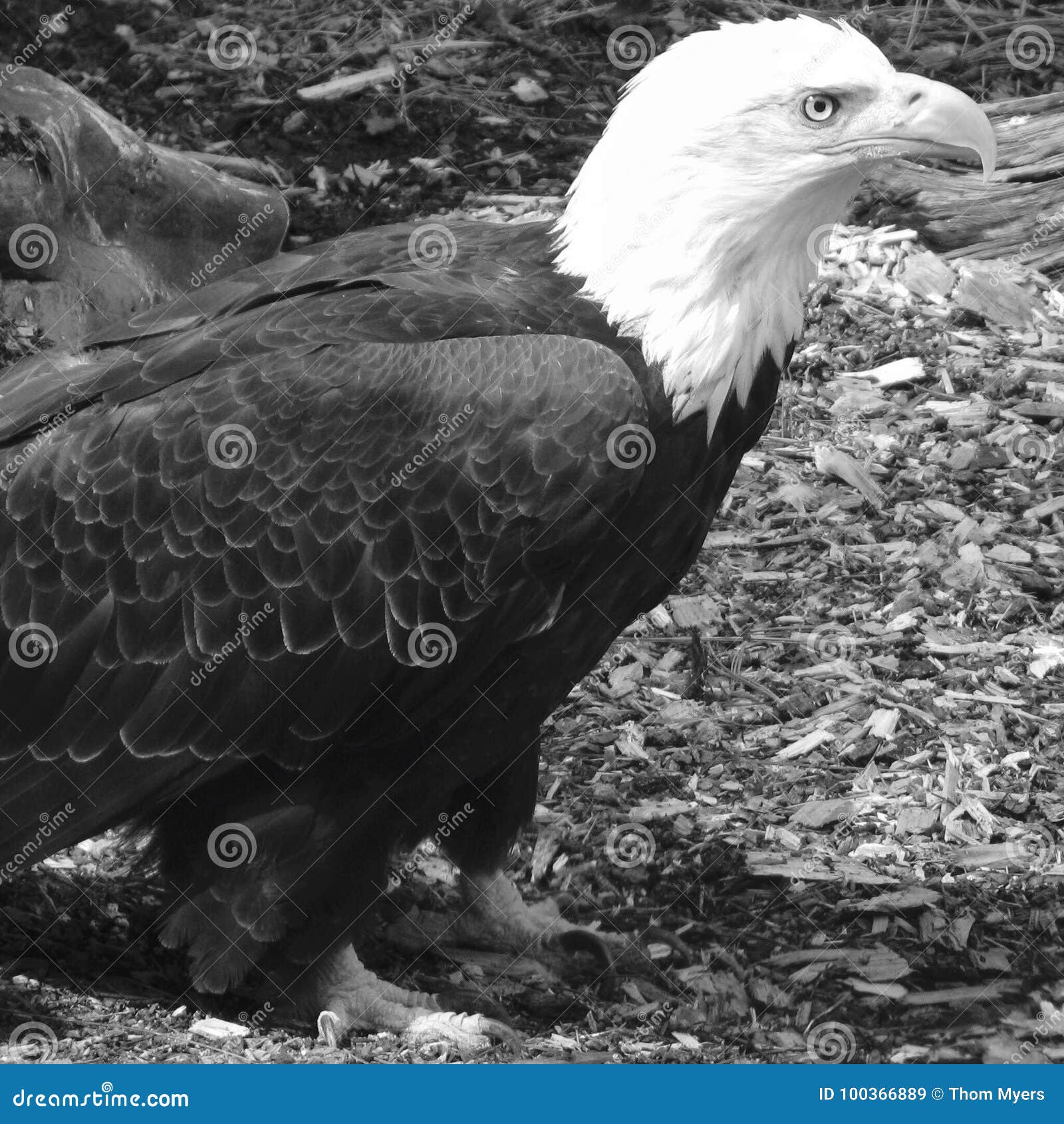 Power of the eagle stock image. Image of intensity, bald - 100366889