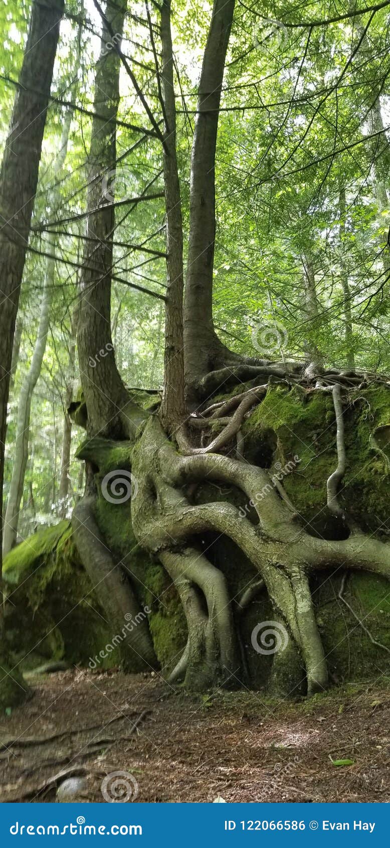 The Power of Nature stock photo. Image of nature, power - 122066586