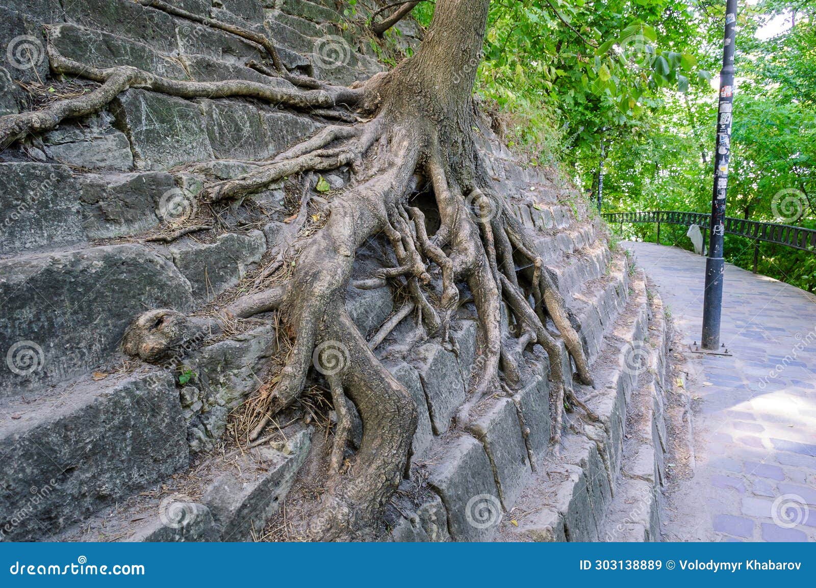 The Power of Nature. the Roots of a Tree Growing from Stone Steps Stock ...